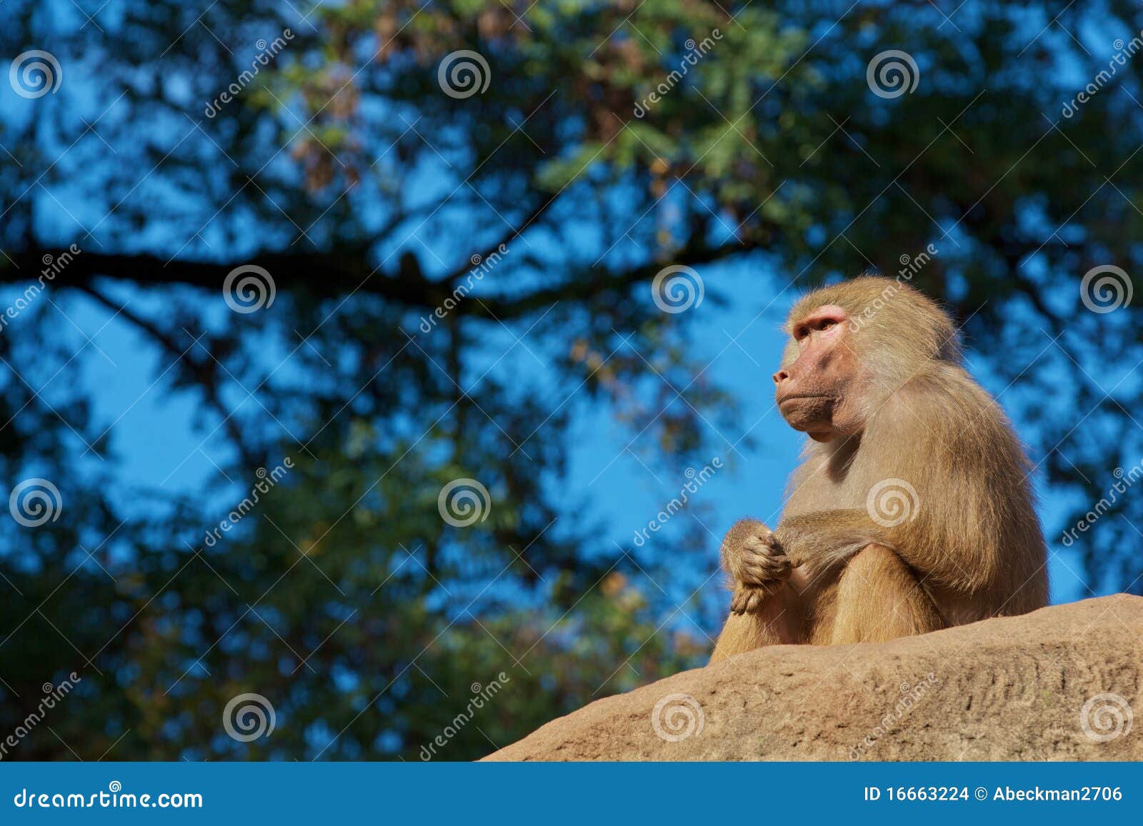 Thinking moneky stock photo. Image of wild, portrait - 16663224