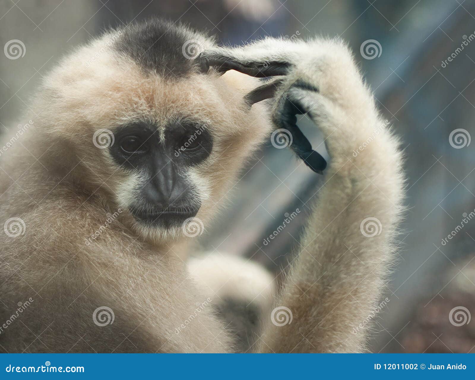 Thinking monkey stock photo. Image of hair, pensive, face - 12011002