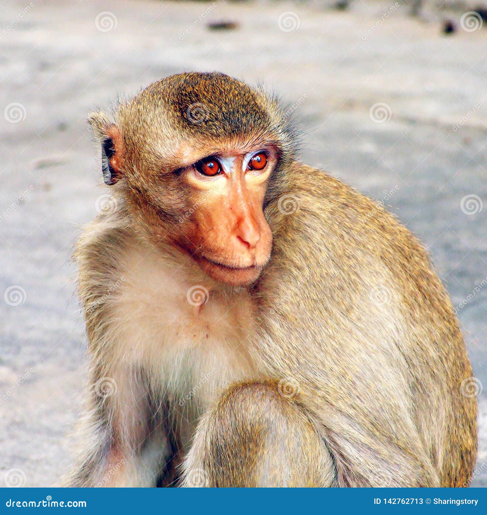 Thinking monkey stock image. Image of anthropomorphical - 142762713