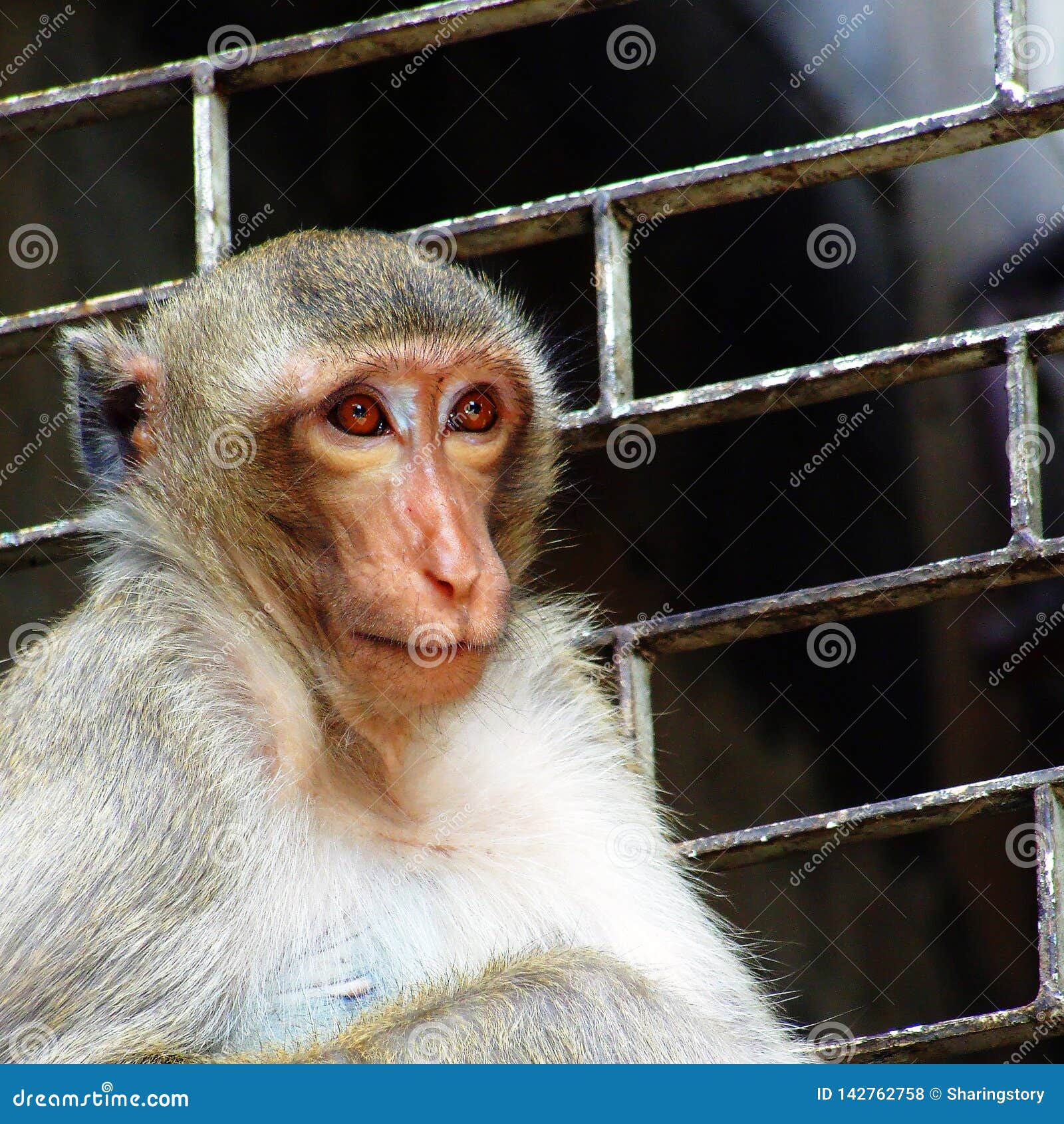 Thinking monkey stock photo. Image of great, ecology - 142762758