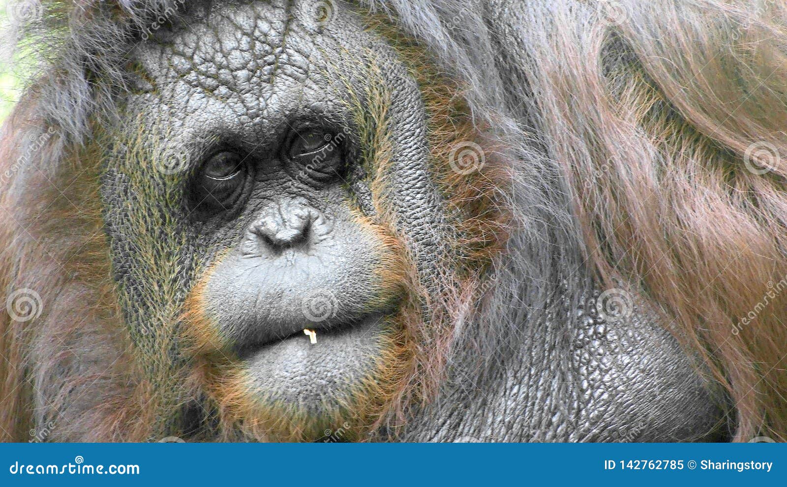 Thinking monkey stock image. Image of anthropomorphical - 142762785