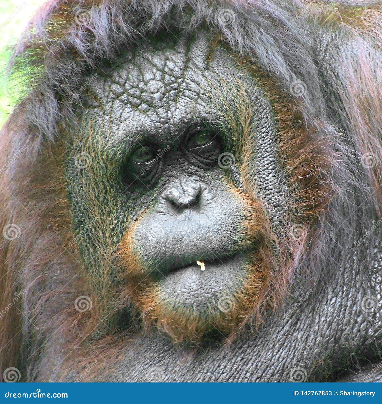 Thinking monkey stock image. Image of clever, look, forest - 142762853