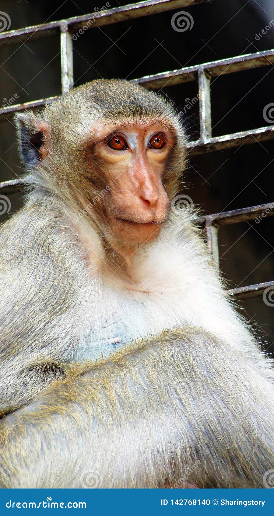Thinking monkey stock photo. Image of green, hand, jungle - 142768140