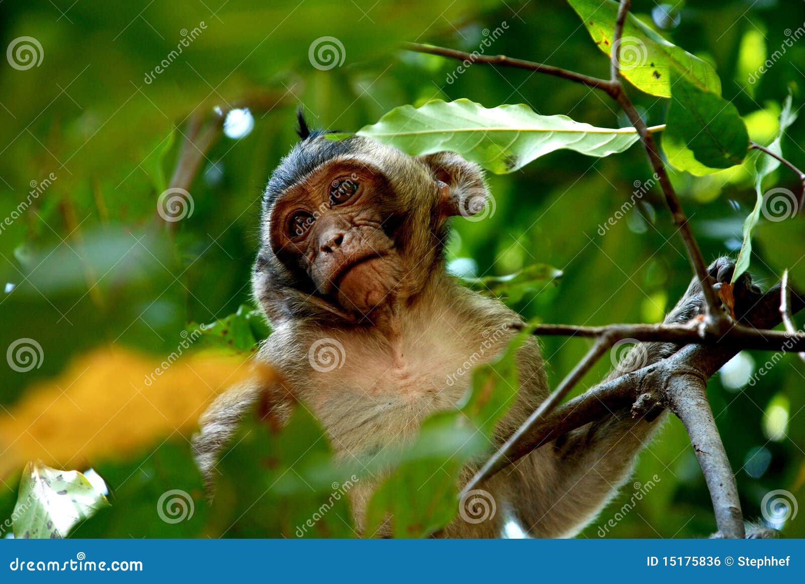 Thinking Monkey stock photo. Image of primate, jungle - 15175836
