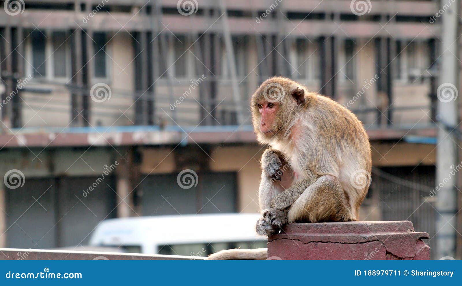 Thinking monkey stock image. Image of calmness, smart - 188979711