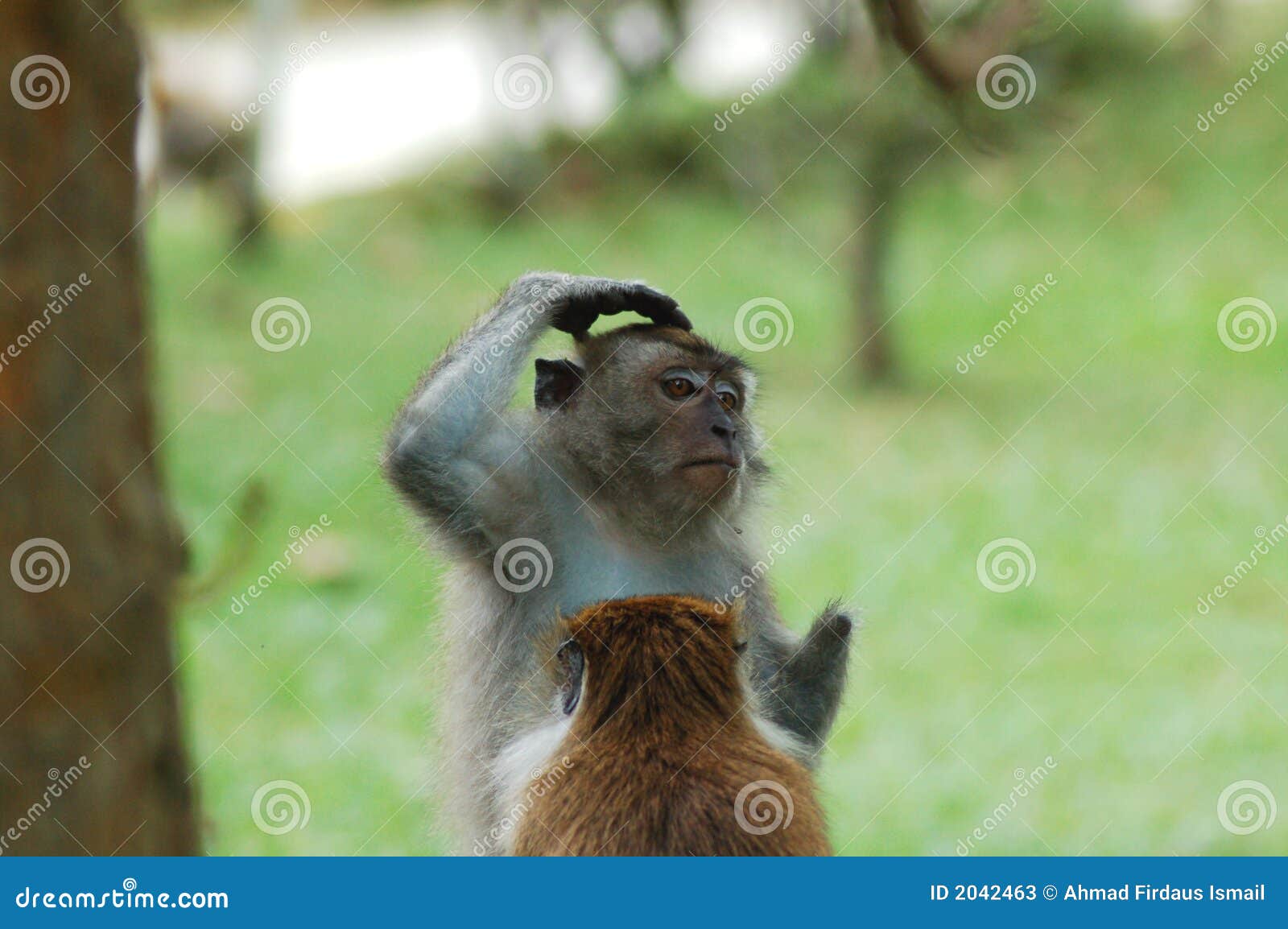 Thinking Monkey Stock Photos - Image: 2042463