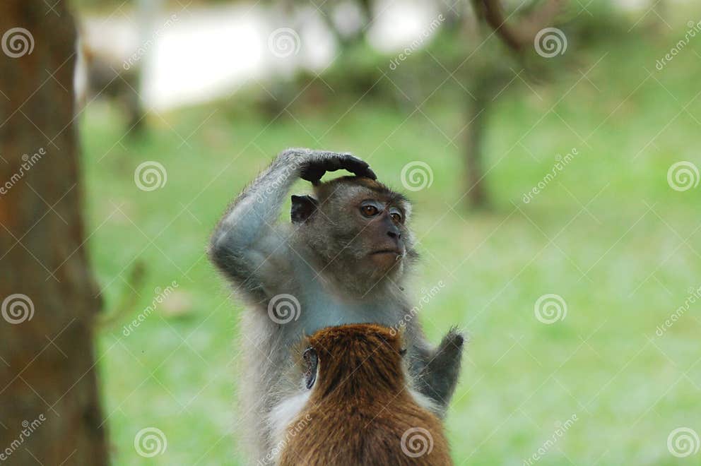 Thinking Monkey stock image. Image of adorable, think - 2042463