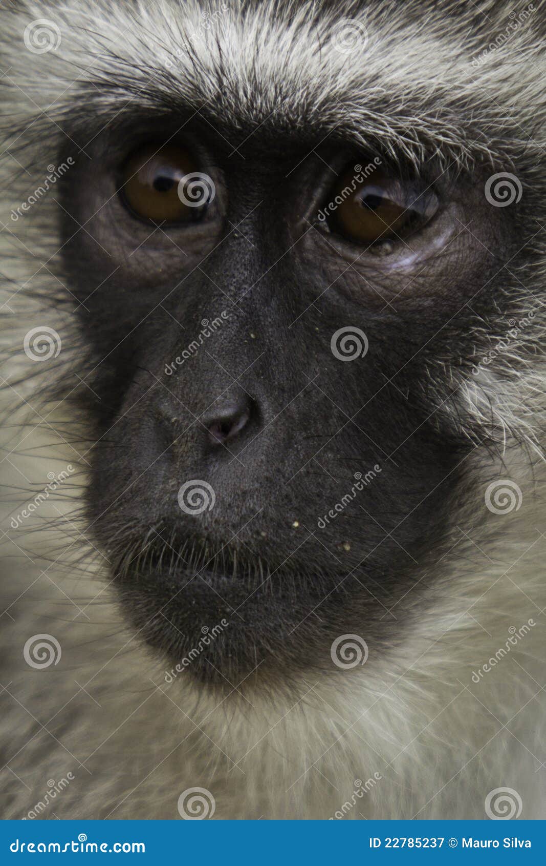 Thinking Monkey stock image. Image of carnivore, look - 22785237