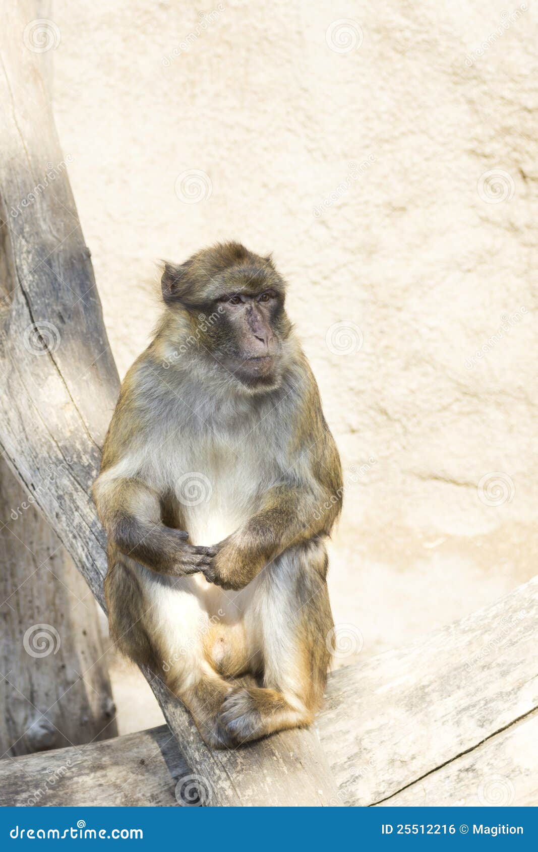 Thinking monkey stock photo. Image of looking, beautiful - 25512216