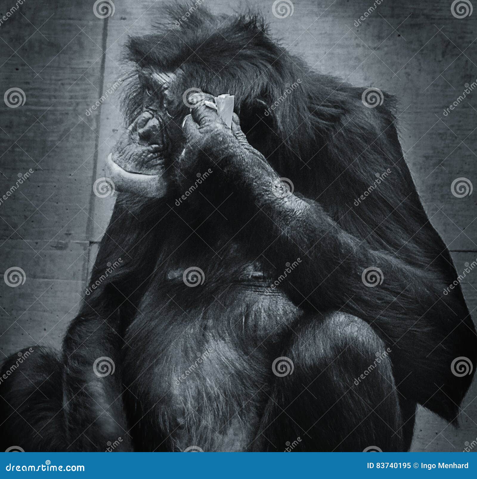 Thinking monkey stock image. Image of close, closeup - 83740195