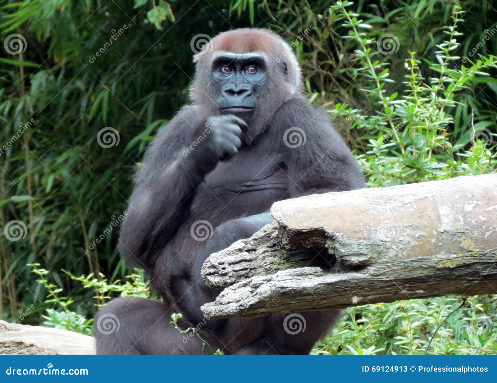 Thinking Monkey stock image. Image of deep, monkey, eyes - 69124913