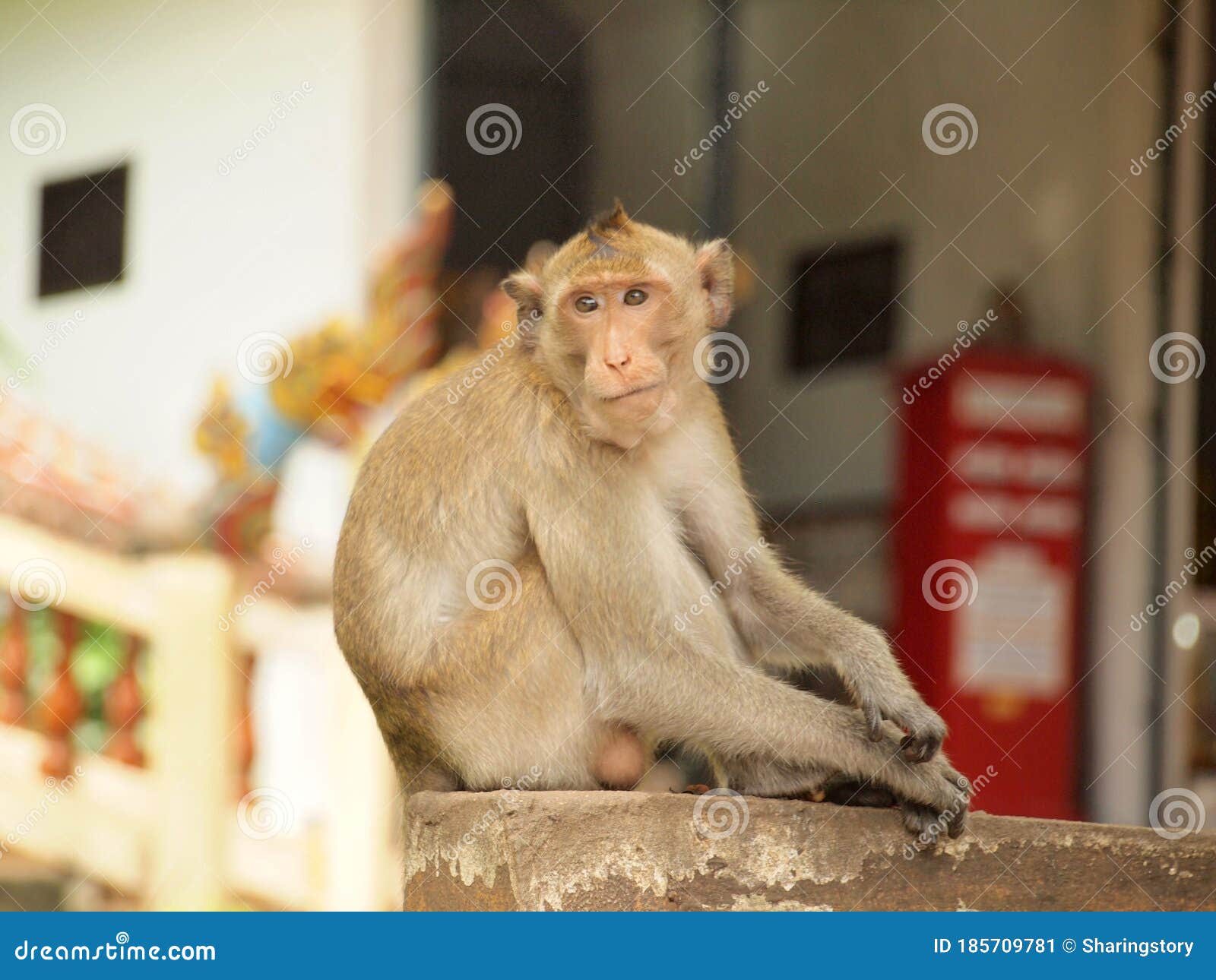 Thinking monkey close up stock image. Image of mind - 185709781