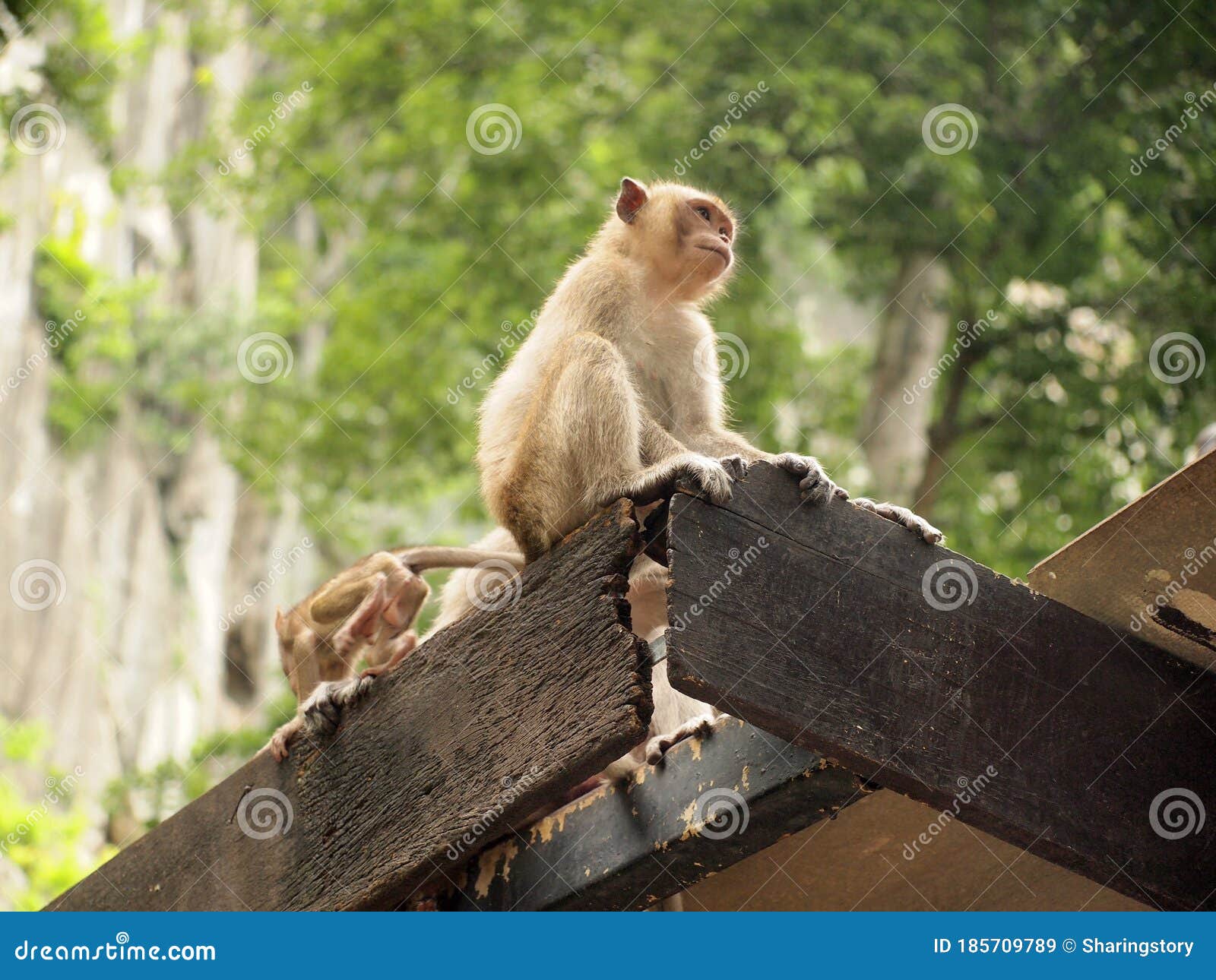 Thinking monkey close up stock image. Image of hand - 185709789