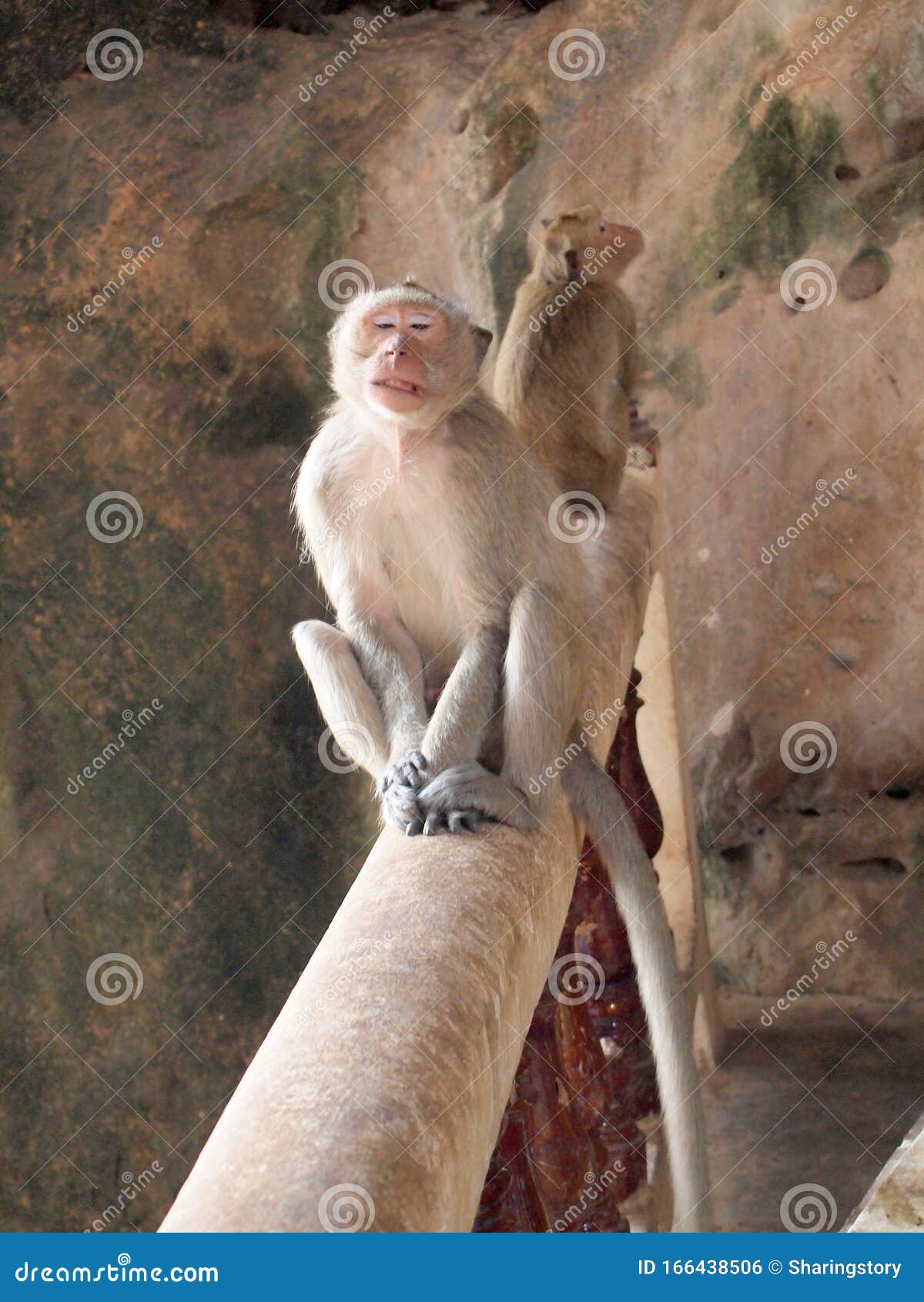 Thinking Monkey Closeup on Stair Stock Photo - Image of ecology, jungle ...