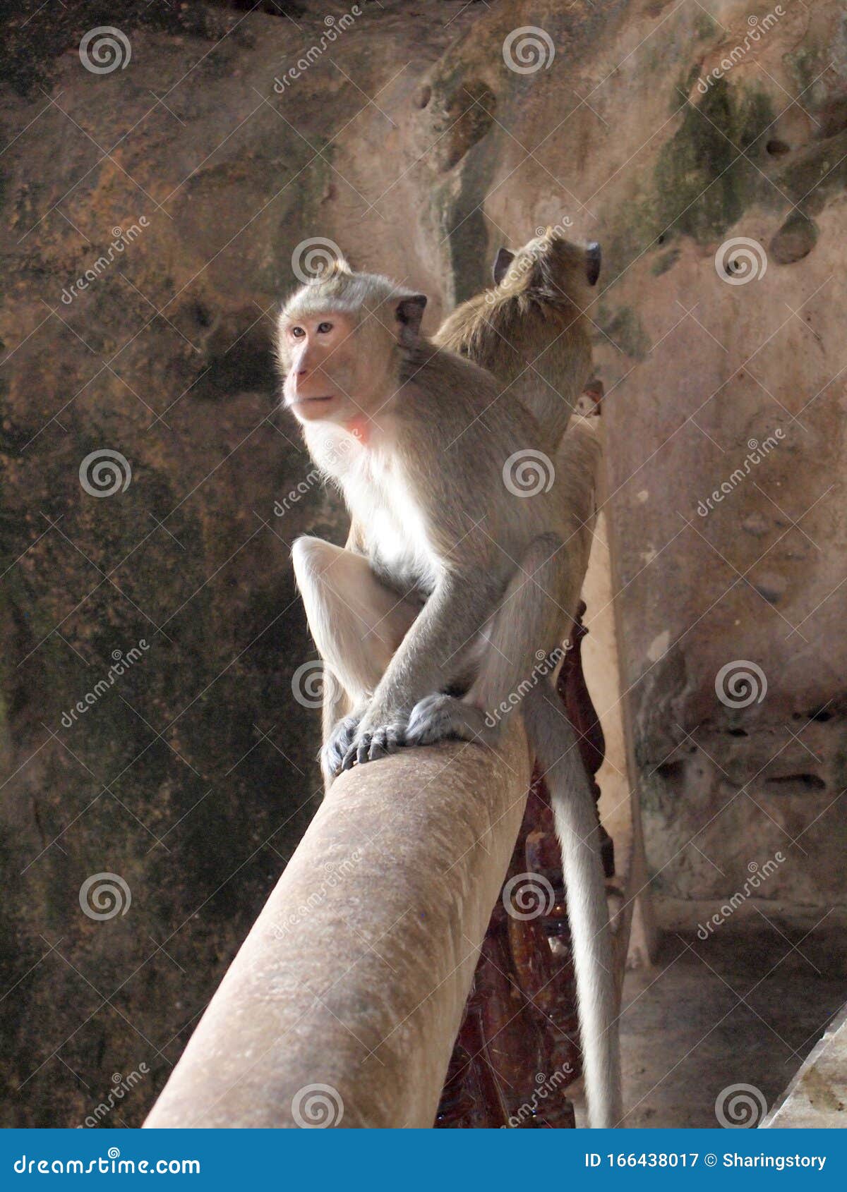 Thinking Monkey Closeup on Stair Stock Image - Image of natural ...