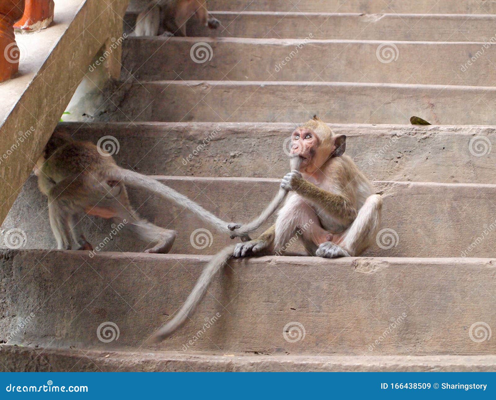 Thinking Monkey Closeup on Stair Stock Image - Image of monkey, look ...