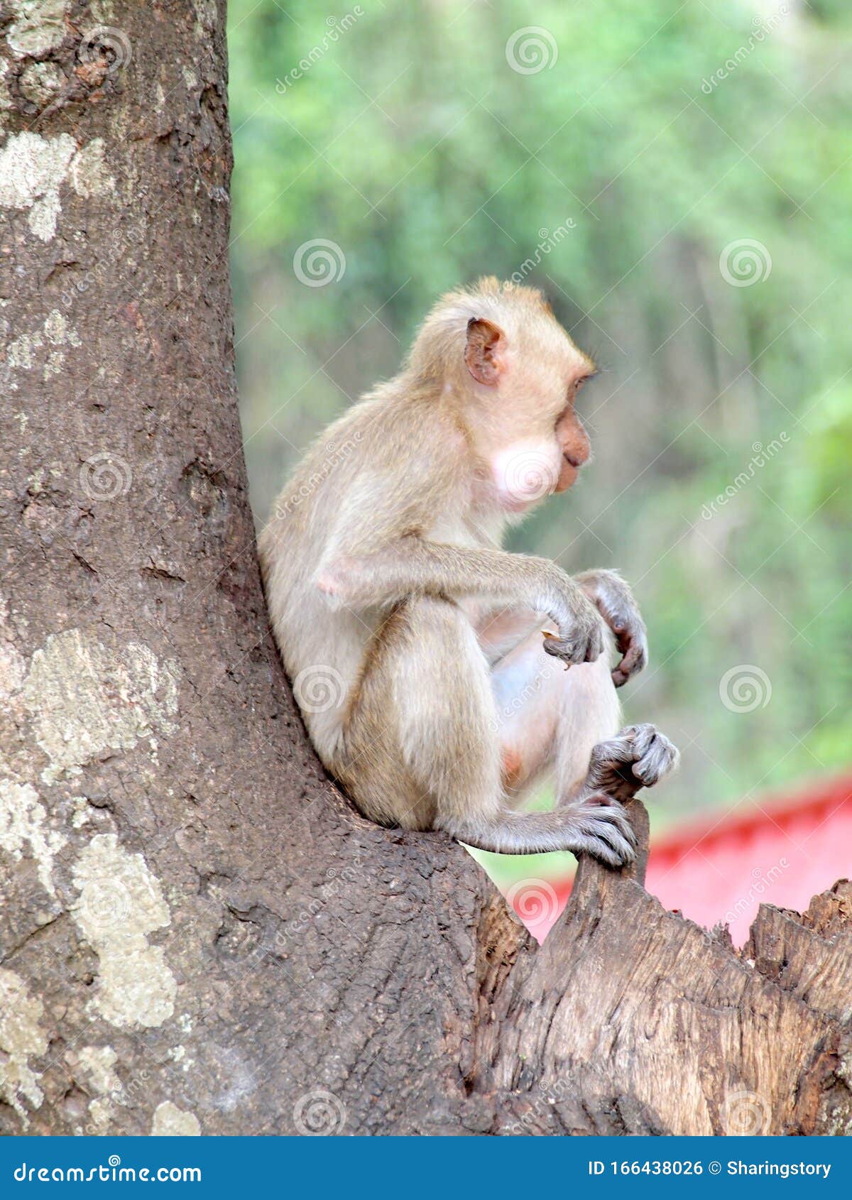 Thinking Monkey Closeup on Tree Stock Photo - Image of closeup, animal ...