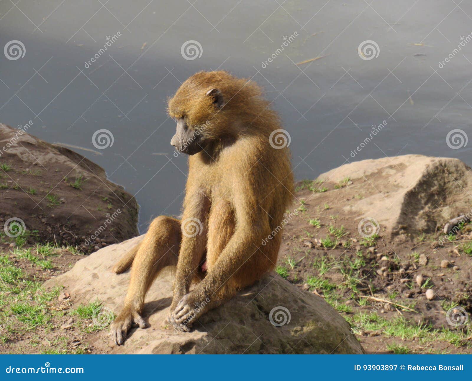 Thinking Monkey stock image. Image of thinking, deep - 93903897