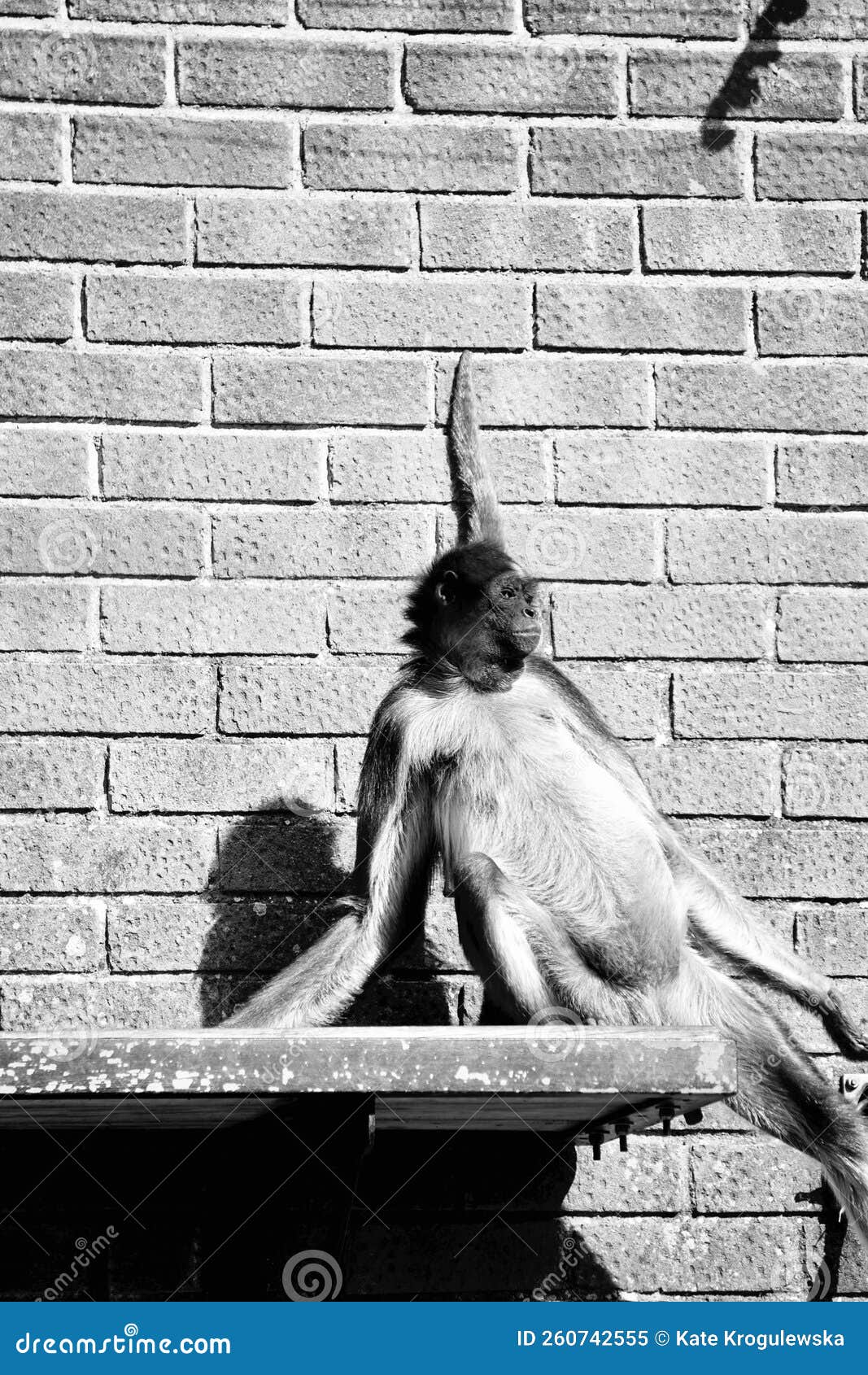 Thinking monkey stock image. Image of mammal, sculpture - 260742555