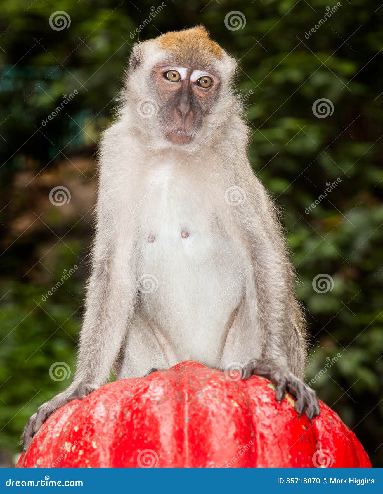 Thinking Monkey Stock Photo - Image: 35718070