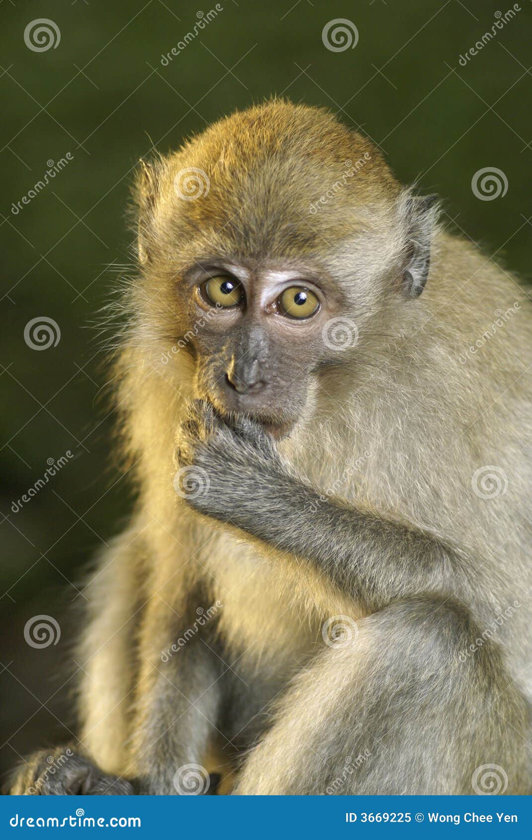 Thinking monkey portrait stock image. Image of ponder - 3669225