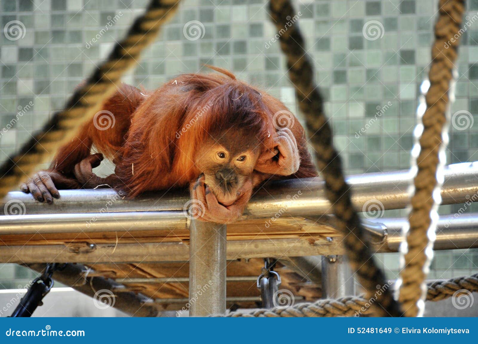 Thinking monkey stock image. Image of furry, look, apes - 52481649