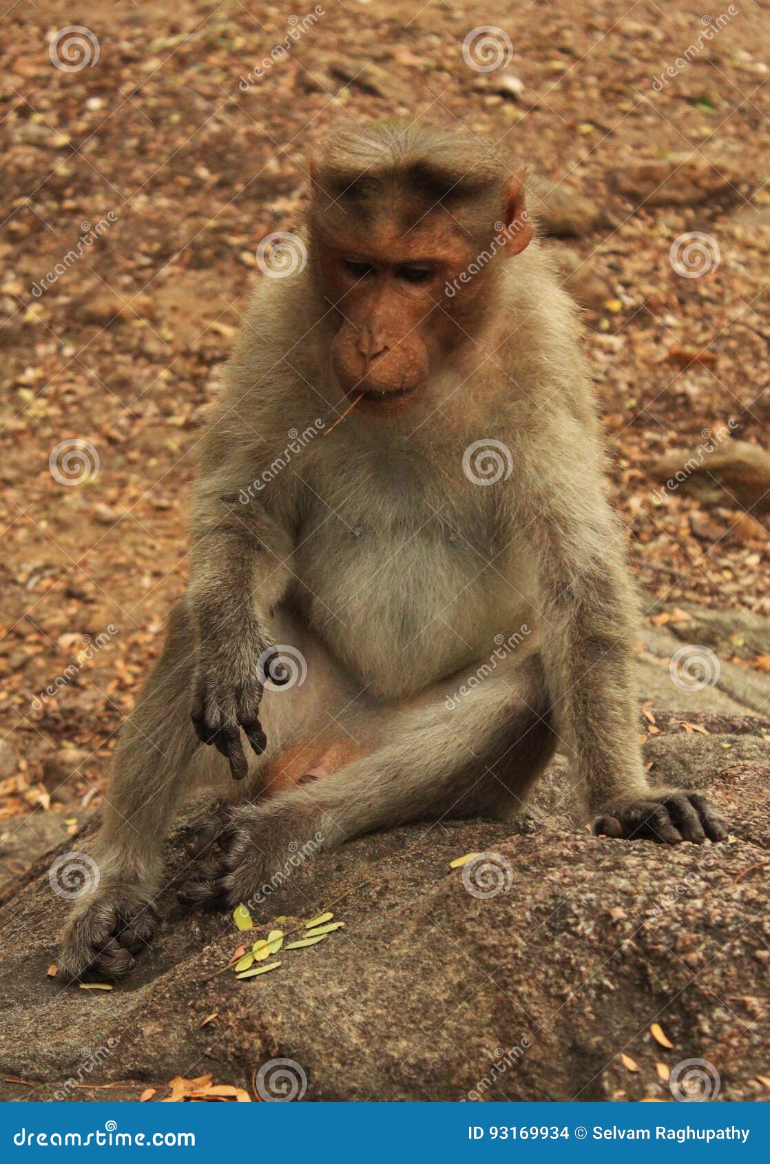 Thinking monkey stock photo. Image of sitting, mammal - 93169934