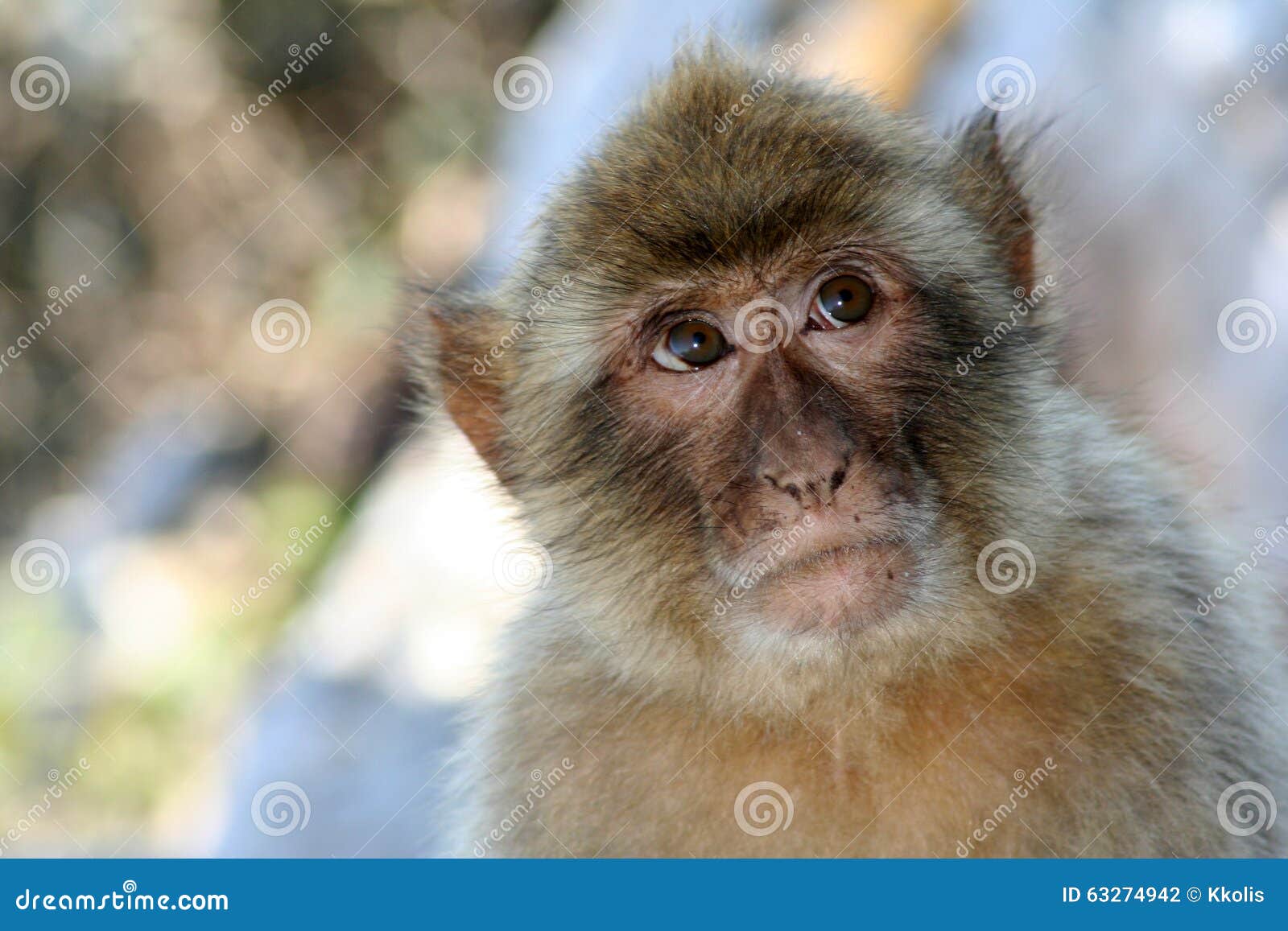 Thinking monkey stock photo. Image of reflection, portrait - 63274942