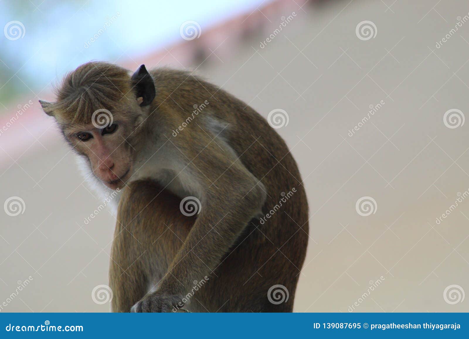 Thinking monkey stock image. Image of beutty, monkey - 139087695