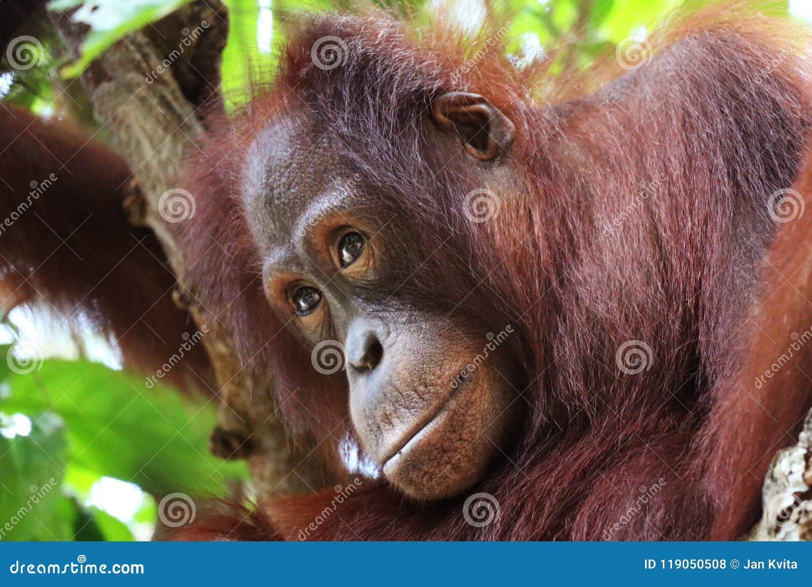 Orangutan Thinking On A Tree Stock Photography | CartoonDealer.com ...