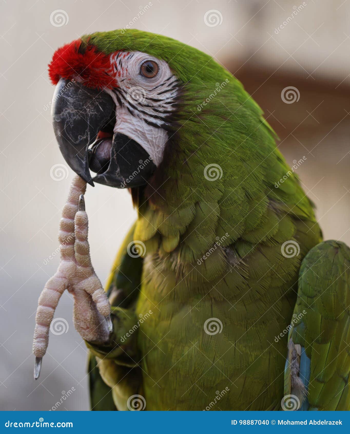 The thinking parrot stock photo. Image of wildlife, color - 98887040
