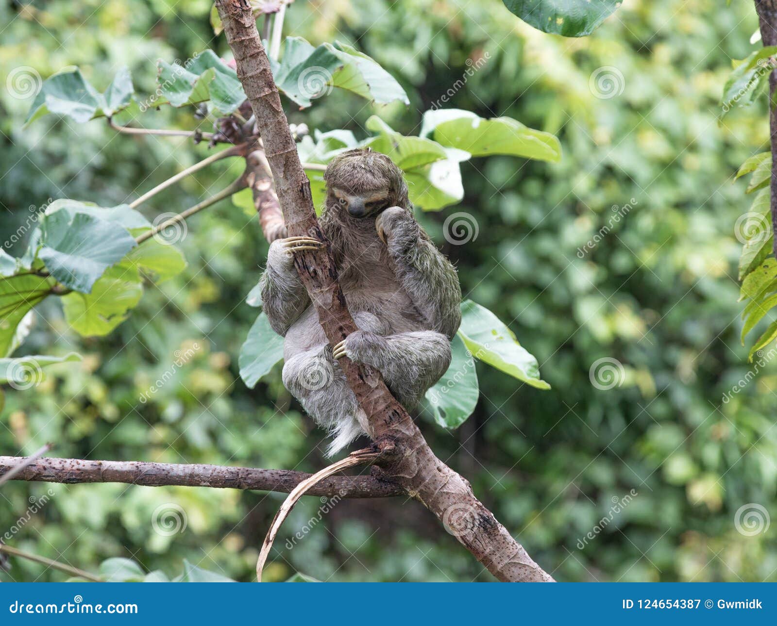 The Thinking Sloth Posing for the Camera Stock Image - Image of posing ...