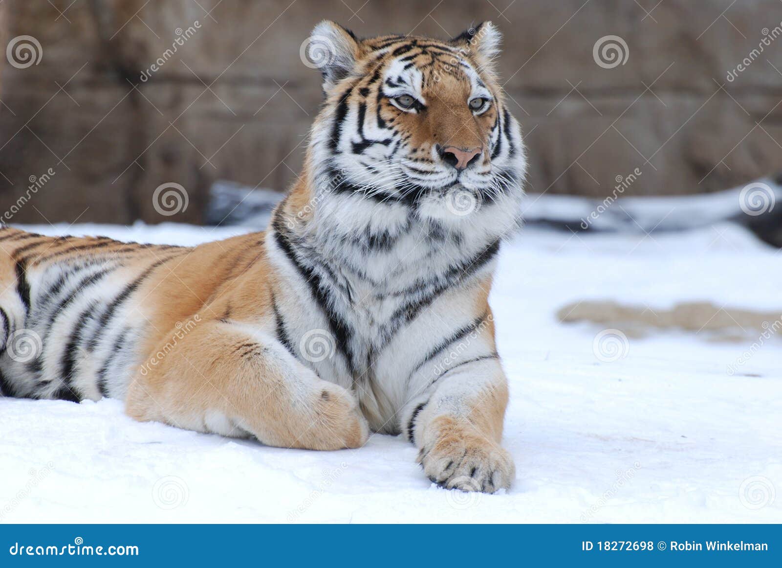 Thinking tiger stock photo. Image of think, contemplating - 18272698