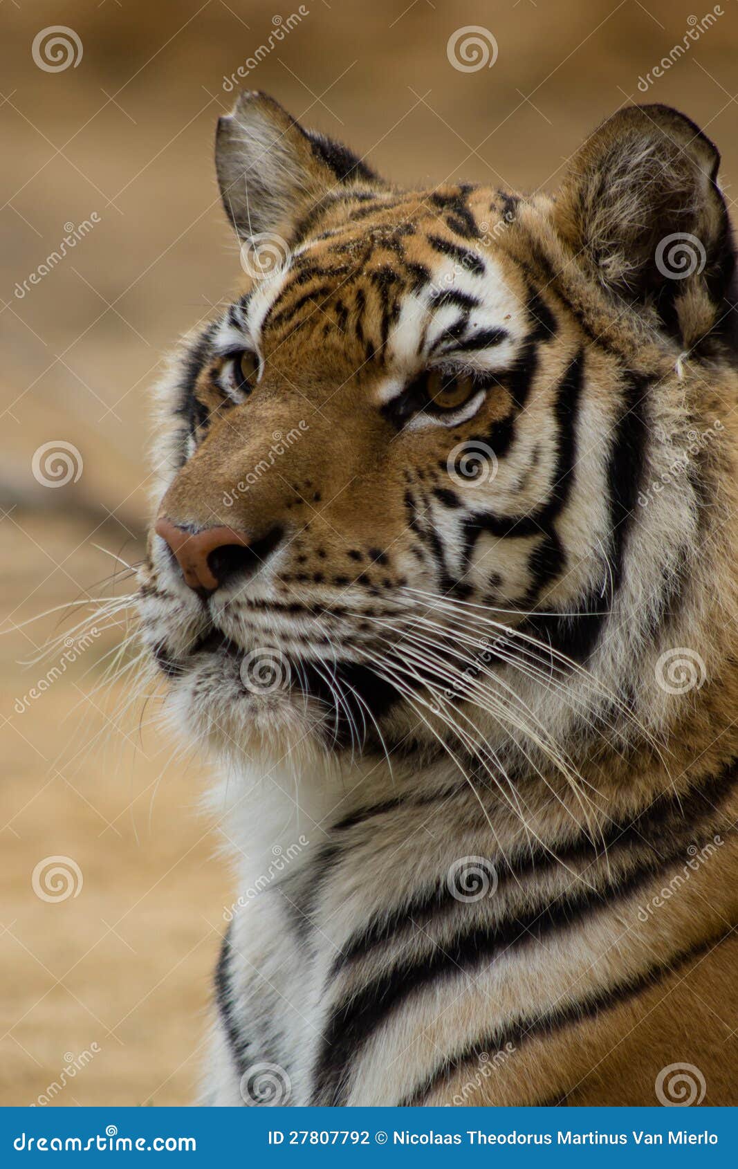 Thinking Tiger stock photo. Image of japan, endangered - 27807792