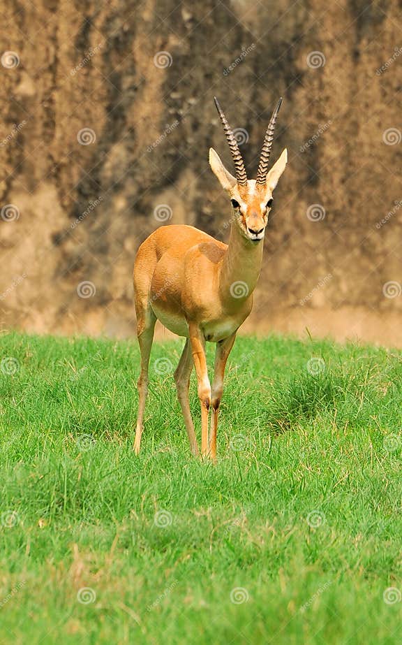 Thinking to attack stock image. Image of alert, jungle - 10209331