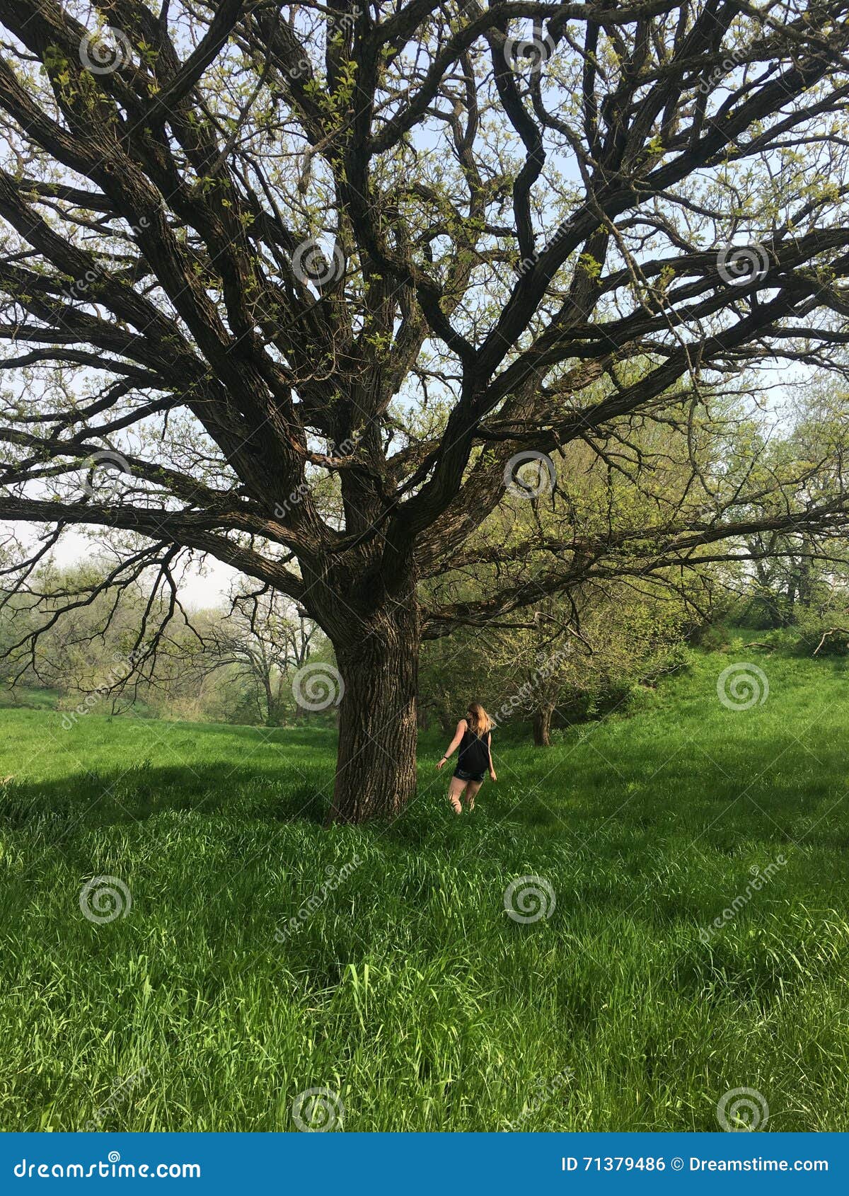 Thinking Tree Bench Stock Photo | CartoonDealer.com #43987722