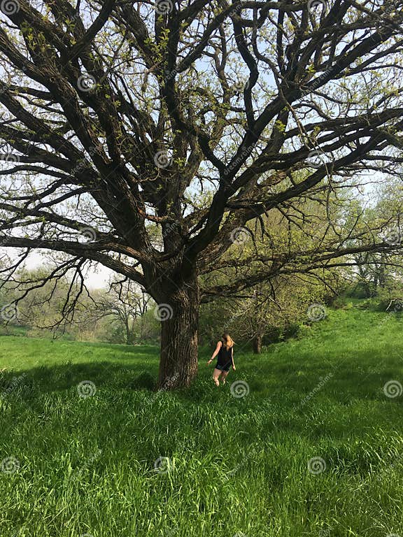 The thinking tree editorial photo. Image of green, nature - 71379486