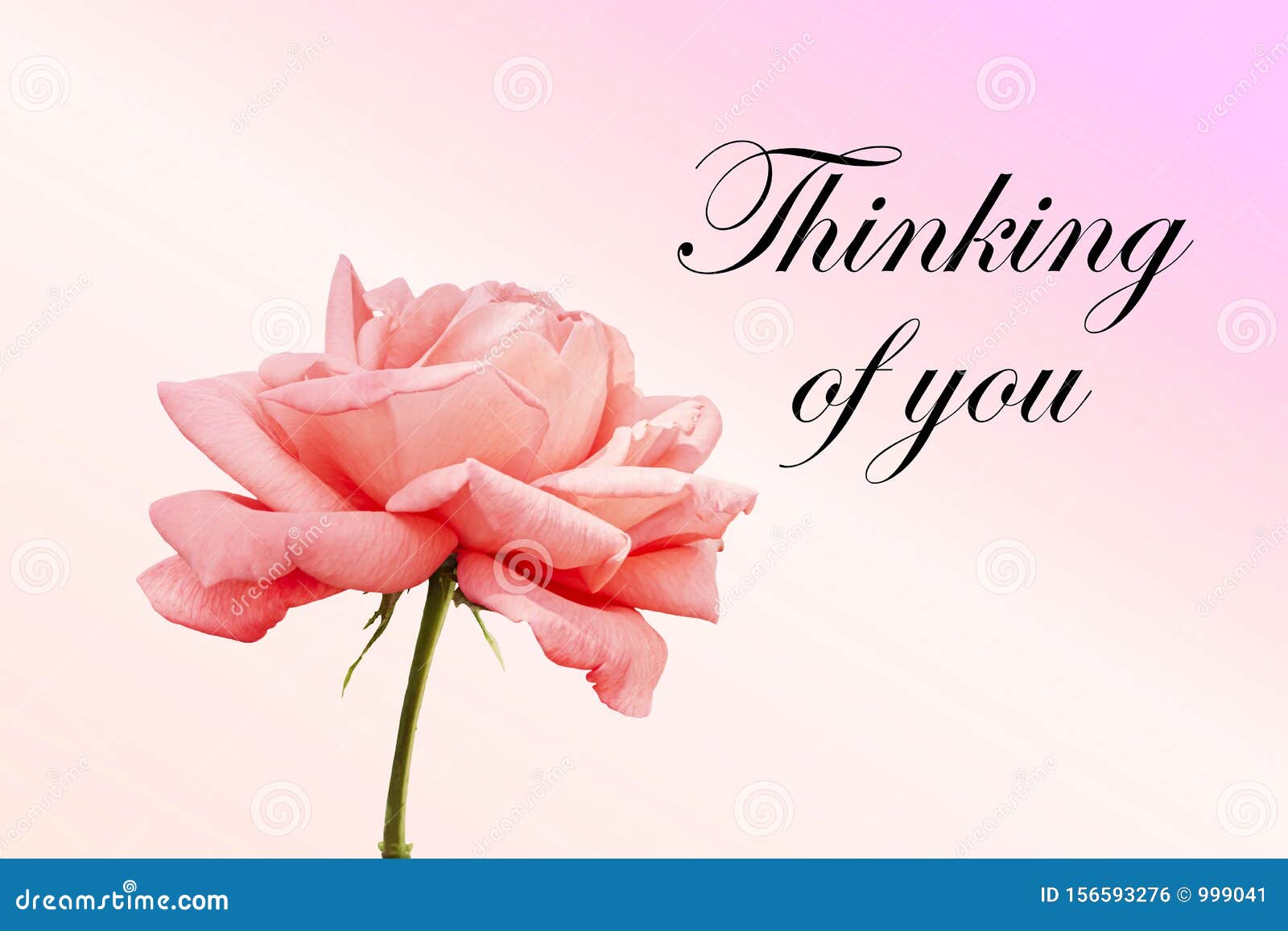 Thinking of You - Card. Pink Rose. Stock Photo - Image of design, happy ...