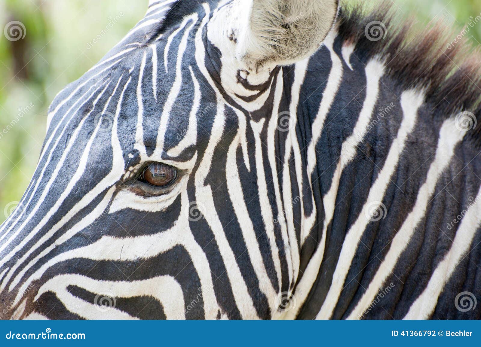 Thinking Zebra stock photo. Image of stripes, eyelash - 41366792