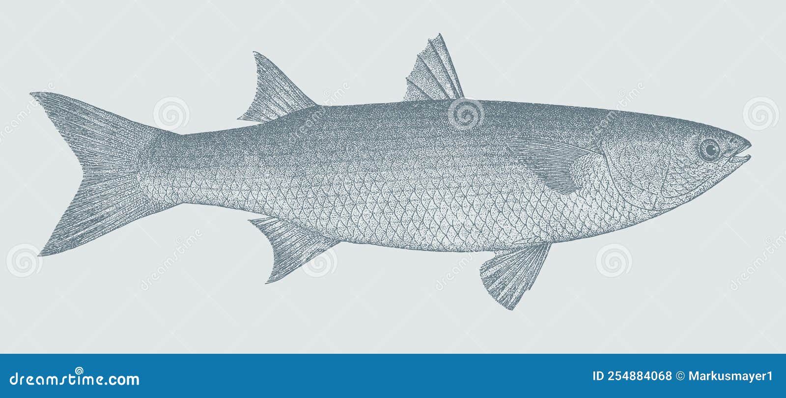 Grey Mullet Jumping Drawing Cartoon Vector | CartoonDealer.com #76456057
