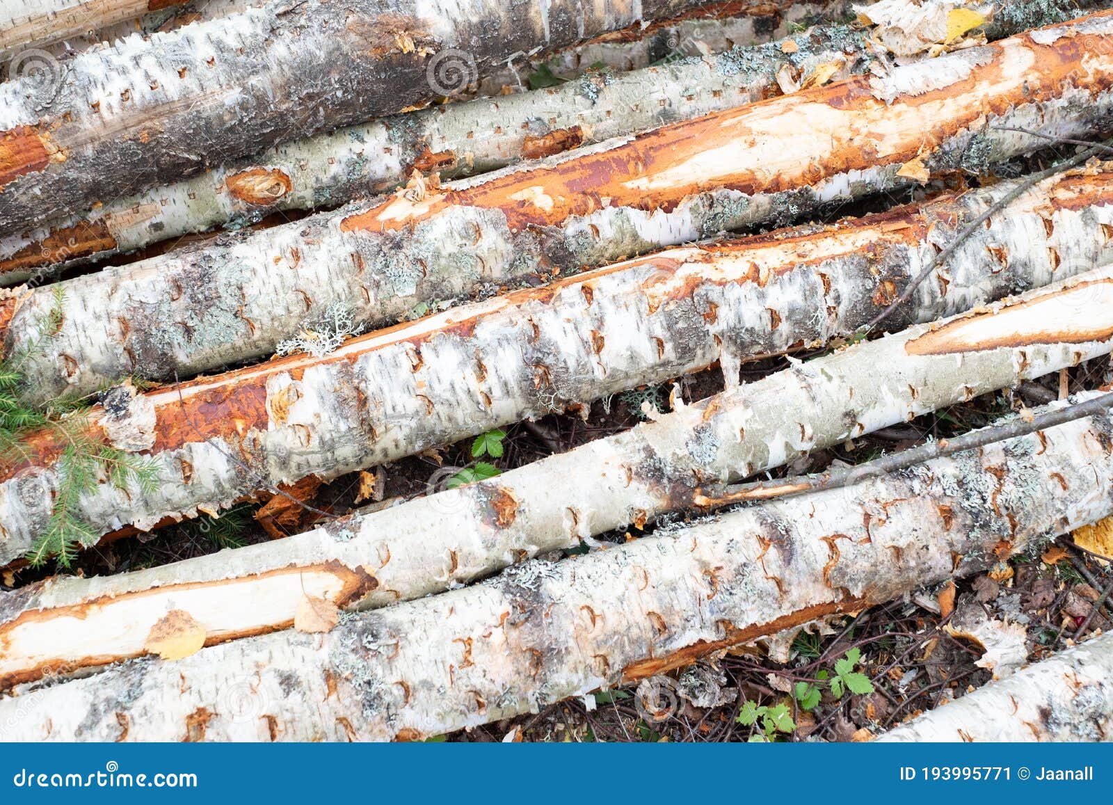 Thinning of birch forest stock image. Image of environment - 193995771