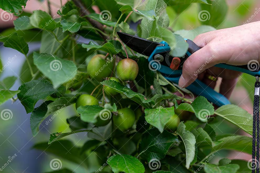 Thinning Out Apples of a Apple Tree in Late Spring. Stock Photo - Image ...