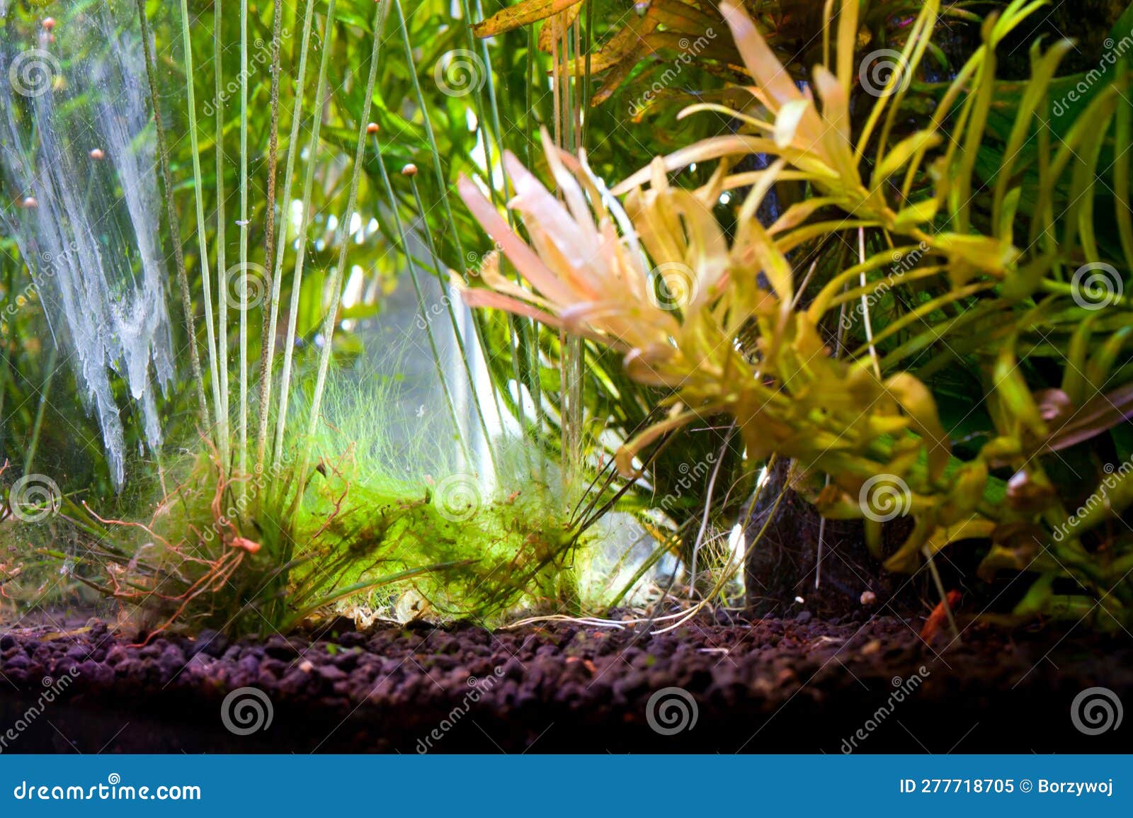 Thiny Green Algae Infection Stock Image - Image of problem, trouble ...