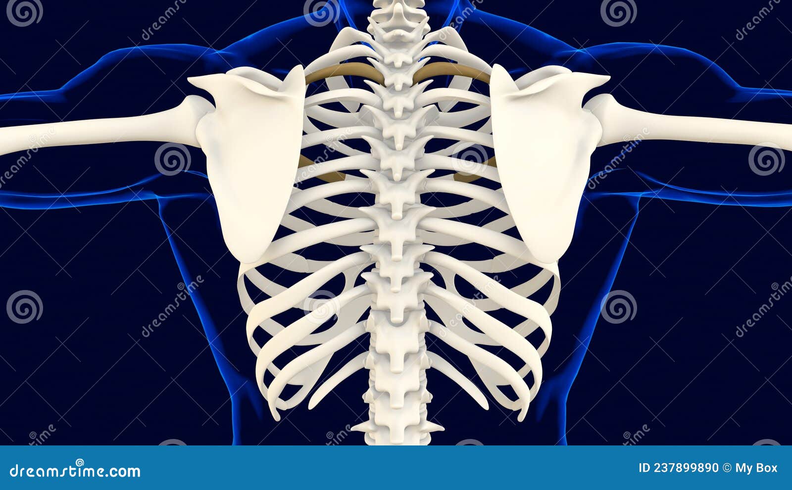 Third Bone of Rib Cage Anatomy for Medical Concept 3D Stock ...