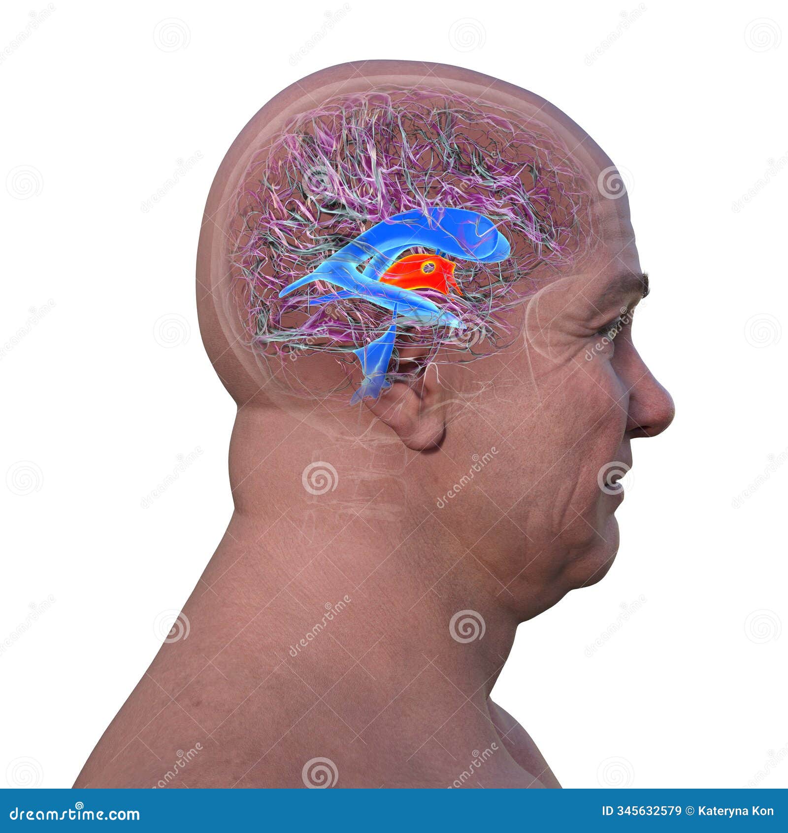 The Third Brain Ventricle, 3D Illustration Stock Illustration ...