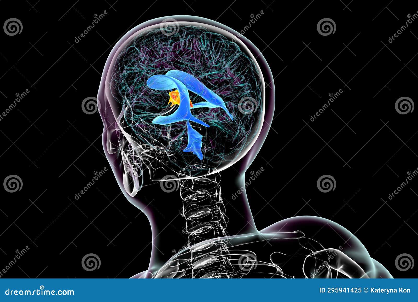 The Third Brain Ventricle, 3D Illustration Stock Illustration ...