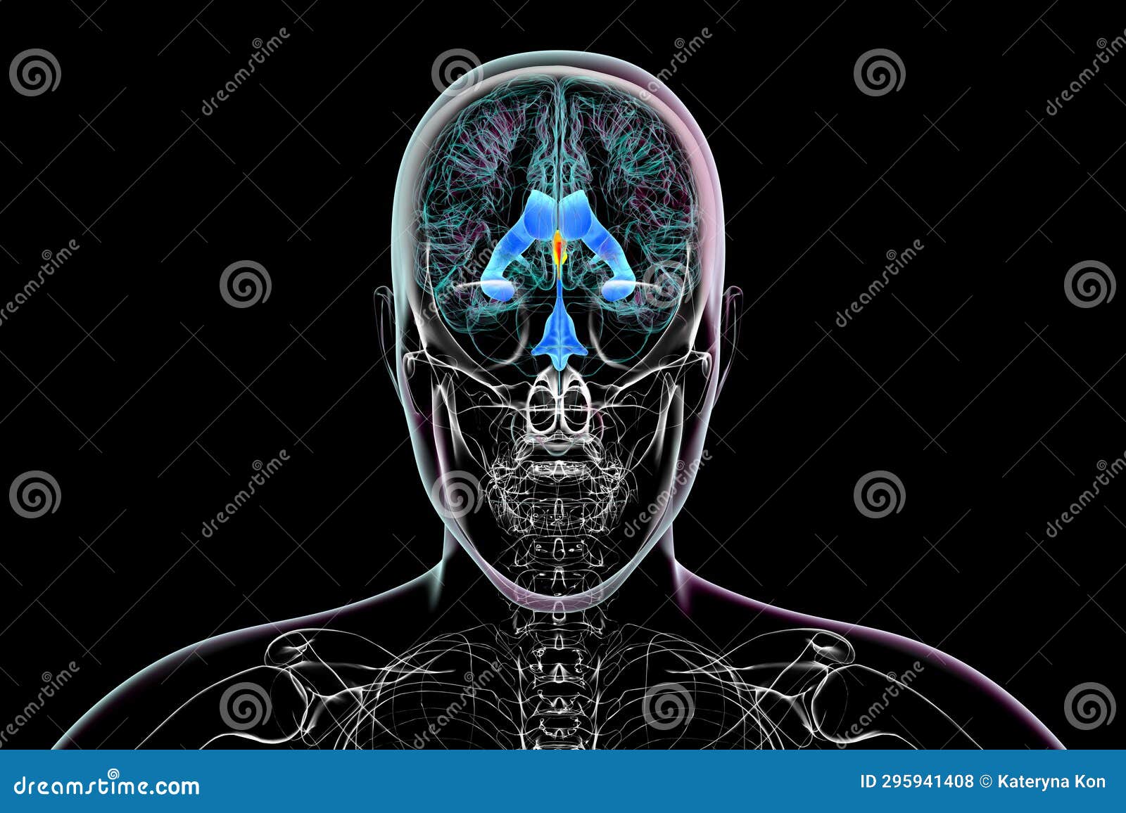 The Third Brain Ventricle, 3D Illustration Stock Illustration - Illustration of diseases ...