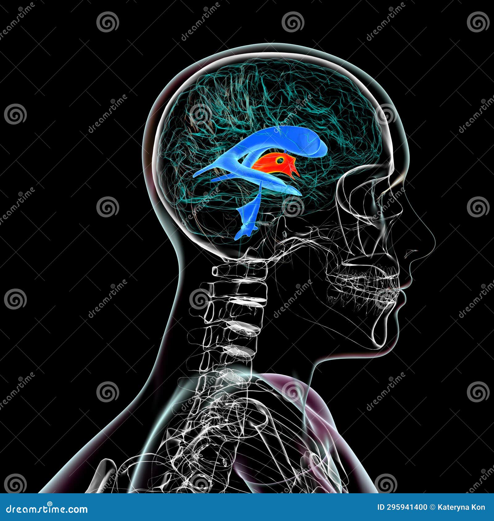 The Third Brain Ventricle, 3D Illustration Stock Illustration ...