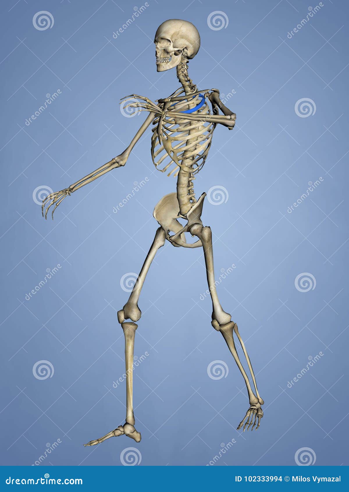 Third Rib, Rib Cage, 3D Model Stock Illustration - Illustration of ...