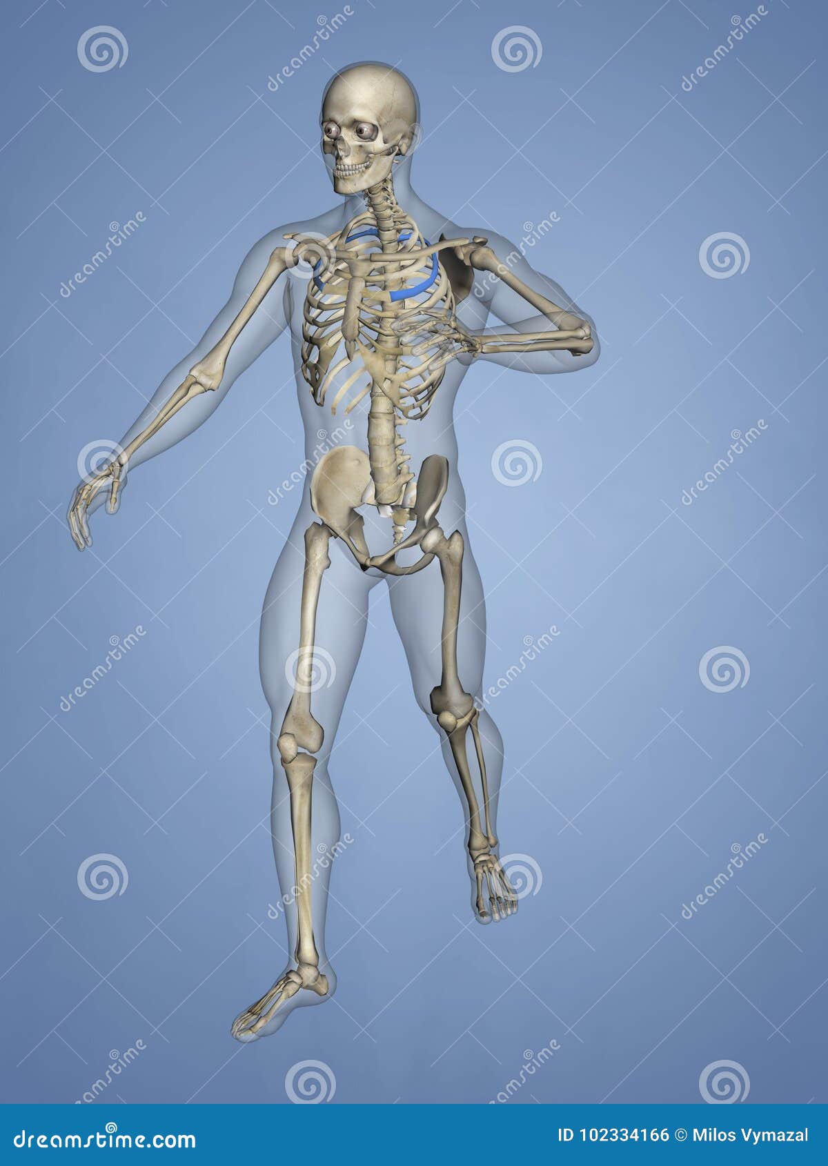 Third Rib, Rib Cage, 3D Model Stock Illustration - Illustration of ...